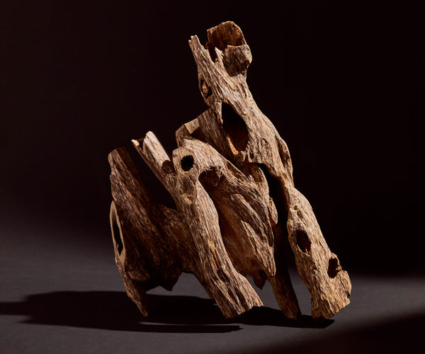 Why is Oud Worth More Than Gold – Oud Attar