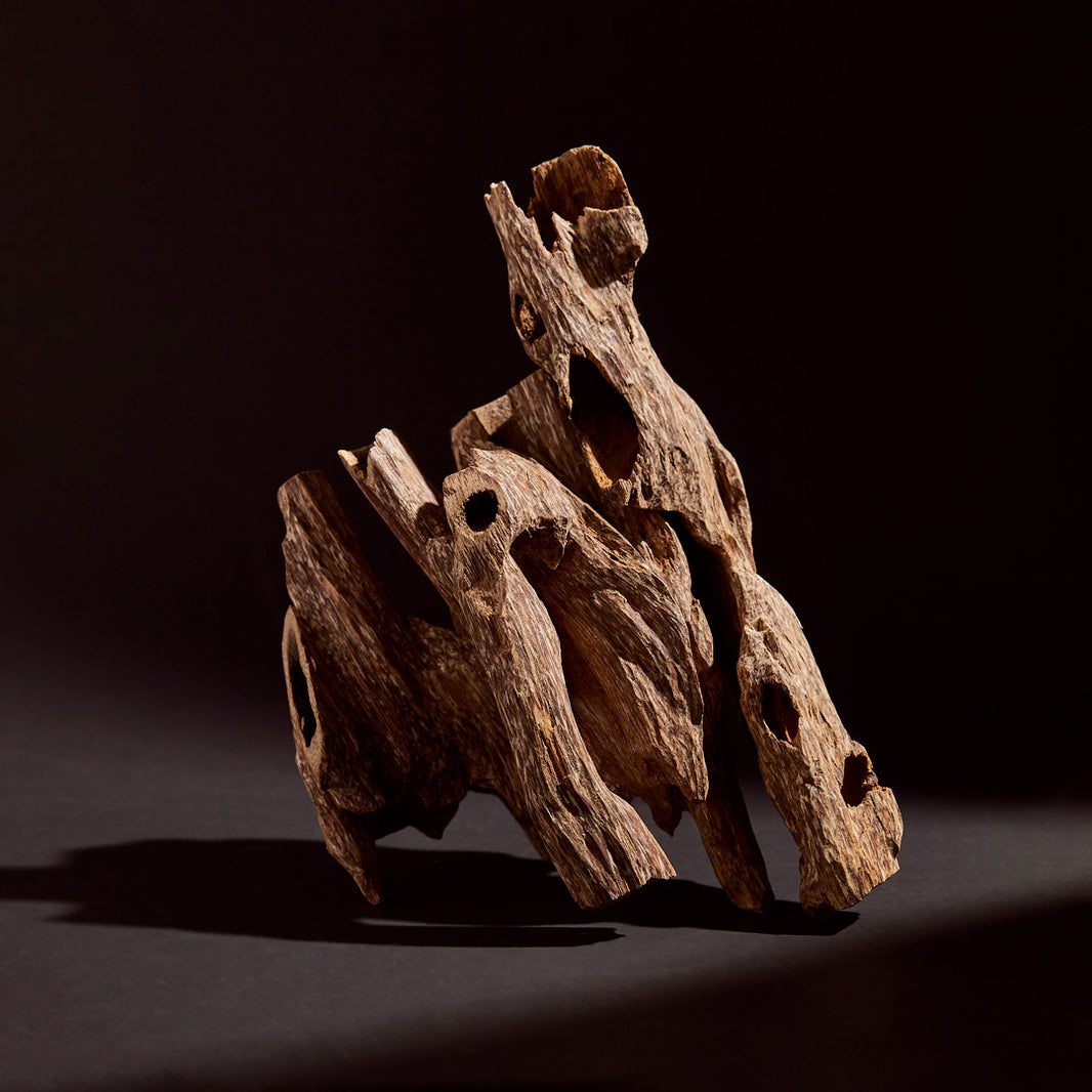 Why is Oud Worth More Than Gold – Oud Attar