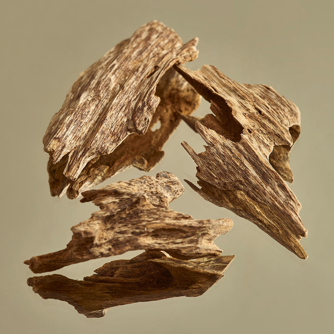 How is Oud Squeezed from Trees? – Oud Attar